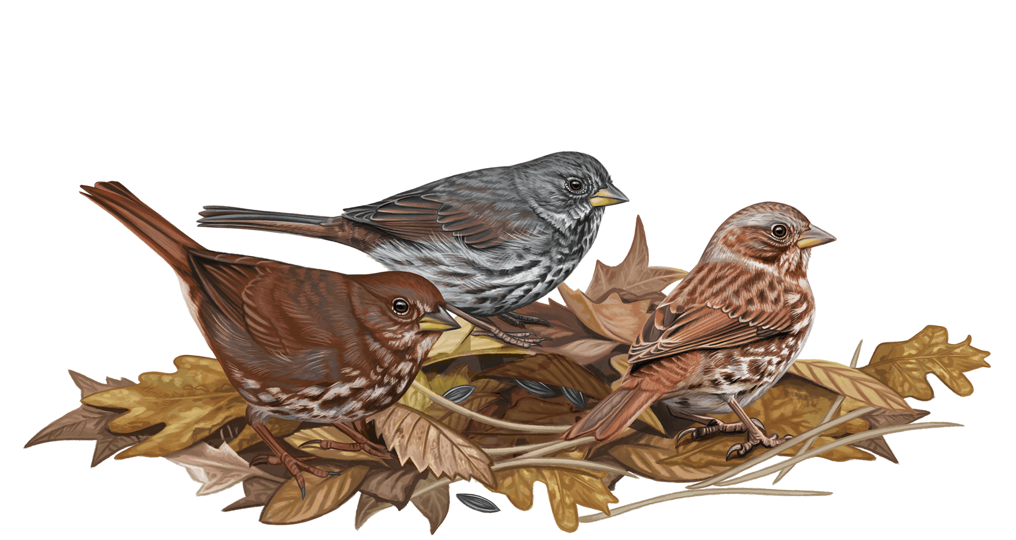 Identification Guide to the Winter Sparrows at Your Feeder | All About ...