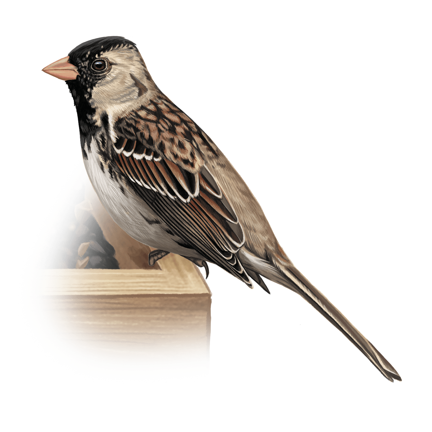 Identification Guide to the Winter Sparrows at Your Feeder | All About ...