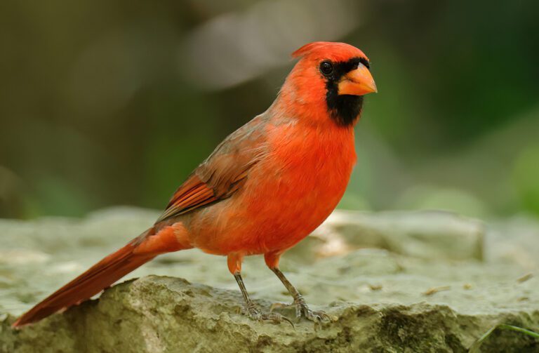 So Many Sports Teams Are Named for Birds—Here's Why (and Where to Find ...
