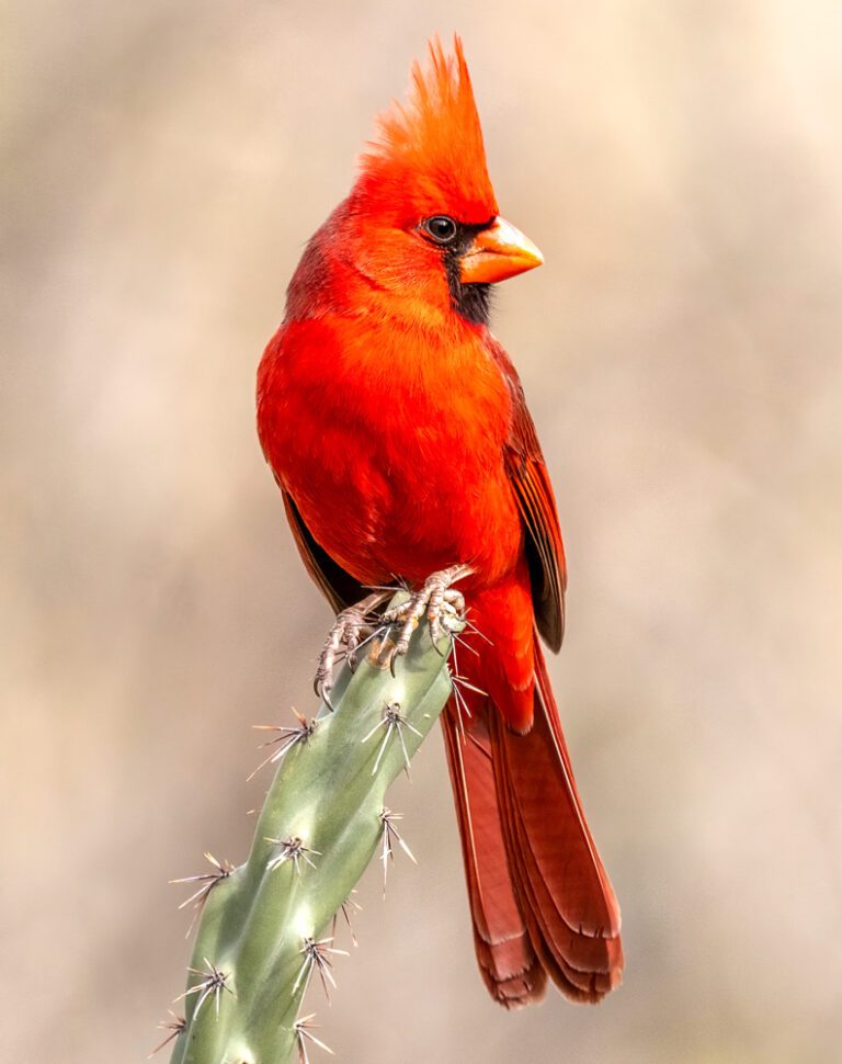 So Many Sports Teams Are Named for Birds—Here's Why (and Where to Find ...