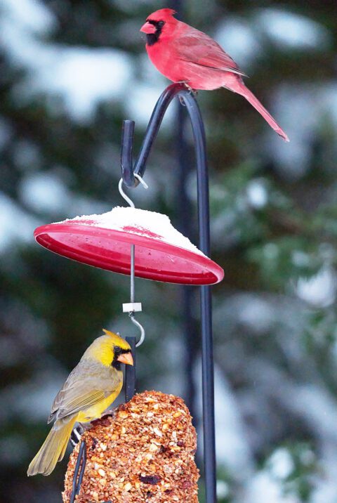 So Many Sports Teams Are Named for Birds—Here's Why (and Where to Find ...