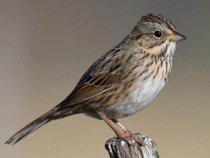 Identification Guide to the Winter Sparrows at Your Feeder | All About ...