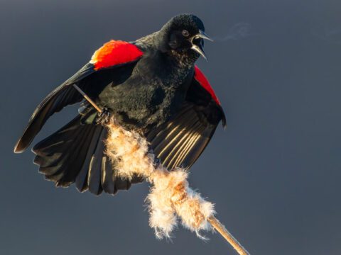 Two Ways to Climb a Tree: Backyard Birds Revealed | All About Birds