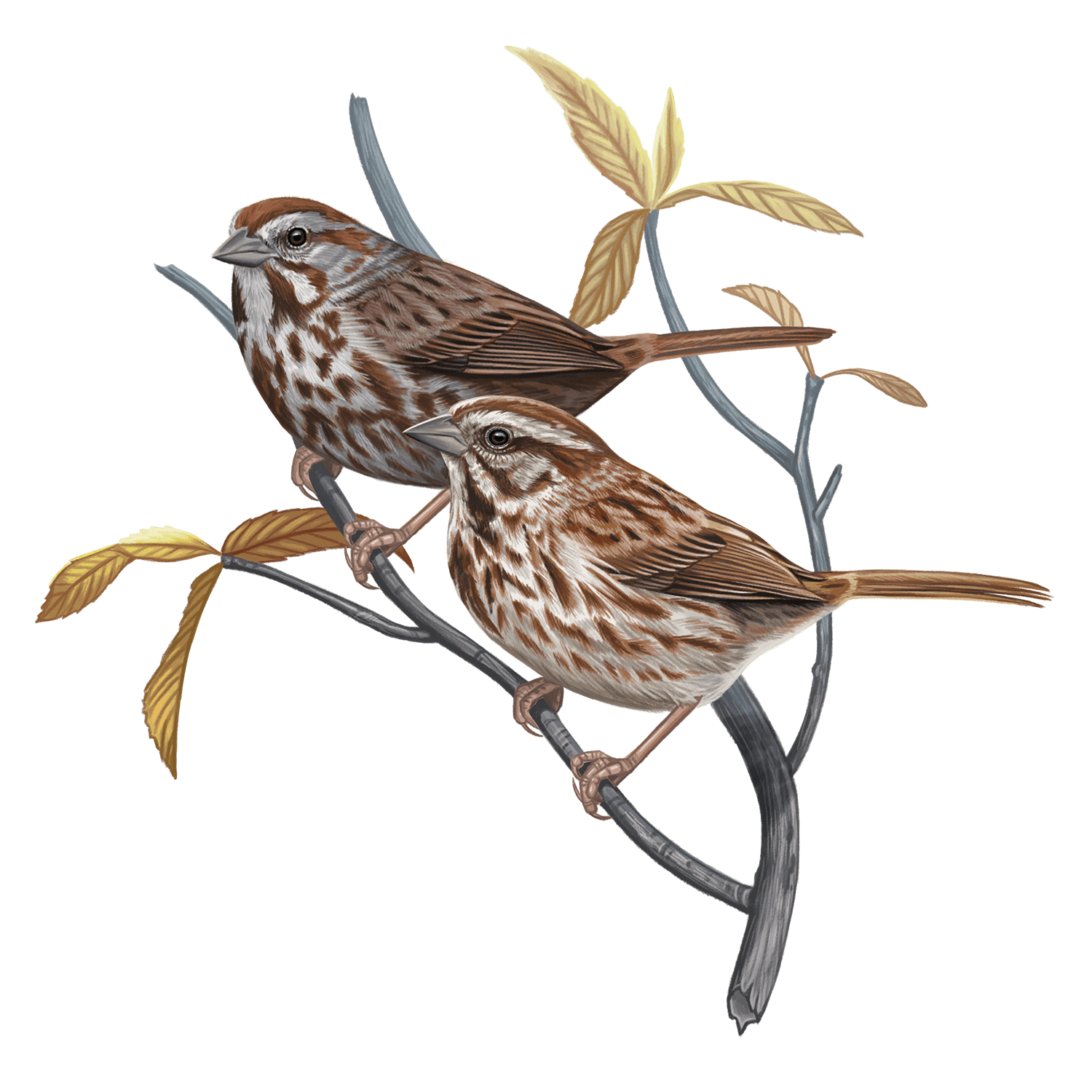 Identification Guide to the Winter Sparrows at Your Feeder | All About ...