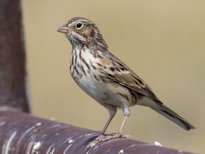 Identification Guide to the Winter Sparrows at Your Feeder | All About ...