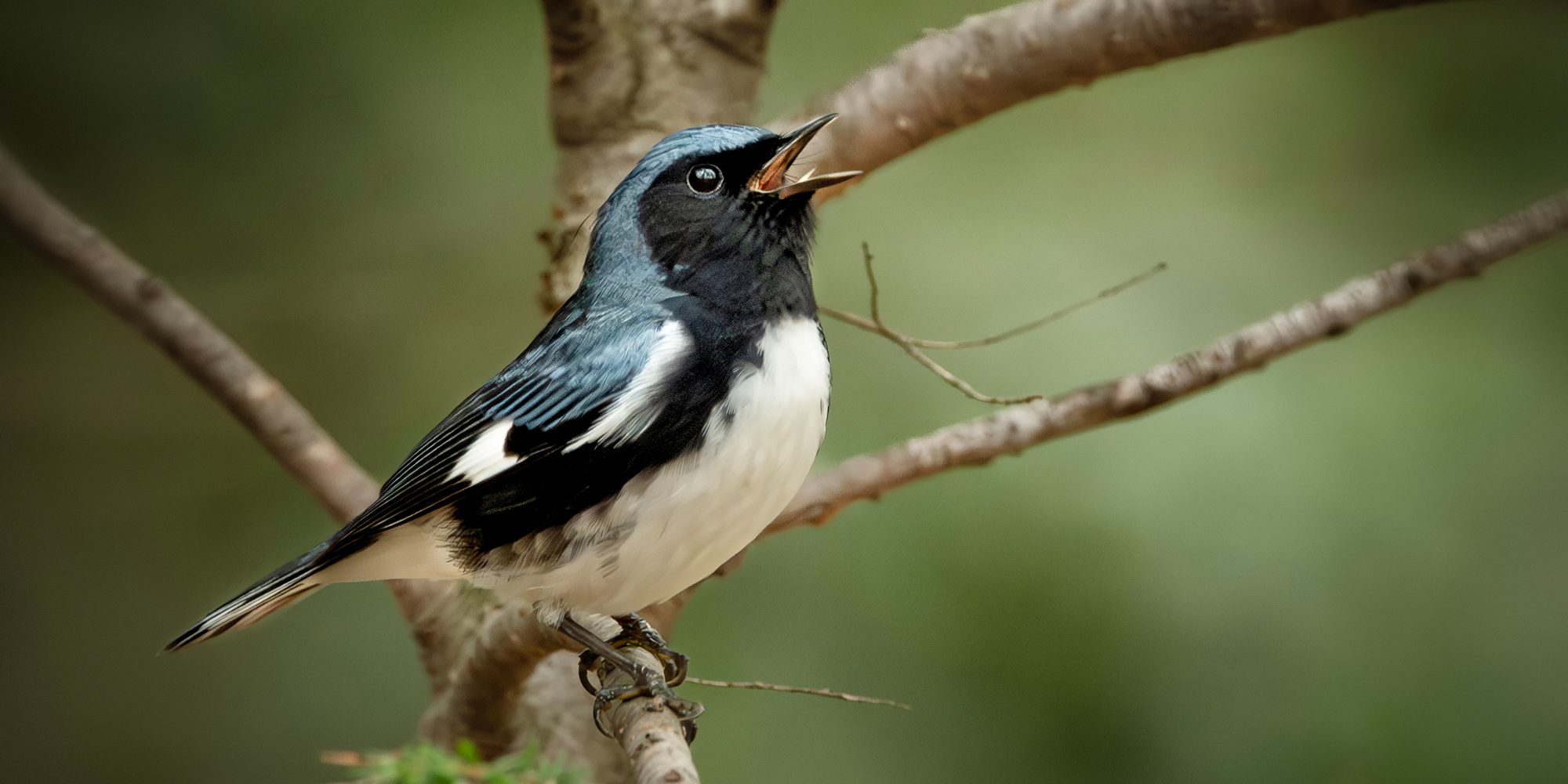 Living Bird Spring 2026—Table of Contents | Living Bird | All About Birds