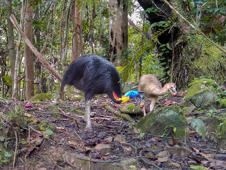 Tracking the Very Large, Very Elusive Star of Papua's Forests: the ...