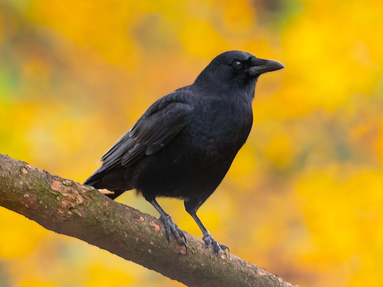 Evolution | All About Birds