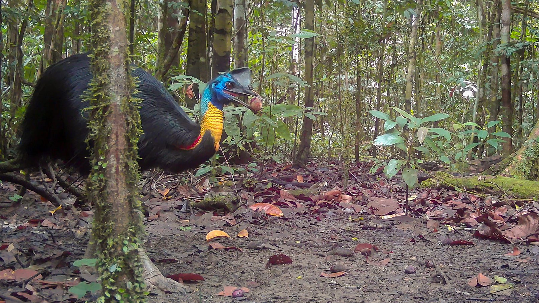 Tracking the Very Large, Very Elusive Star of Papua's Forests: the ...
