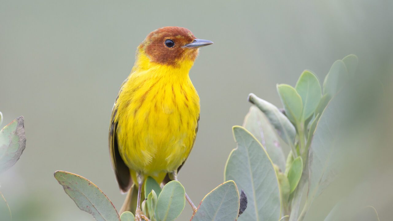 eBird Taxonomy Update Splits Warbling Vireos, Yellow Warblers, and More ...