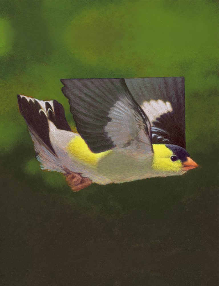 Gallery: Birds With Borders | Living Bird | All About Birds