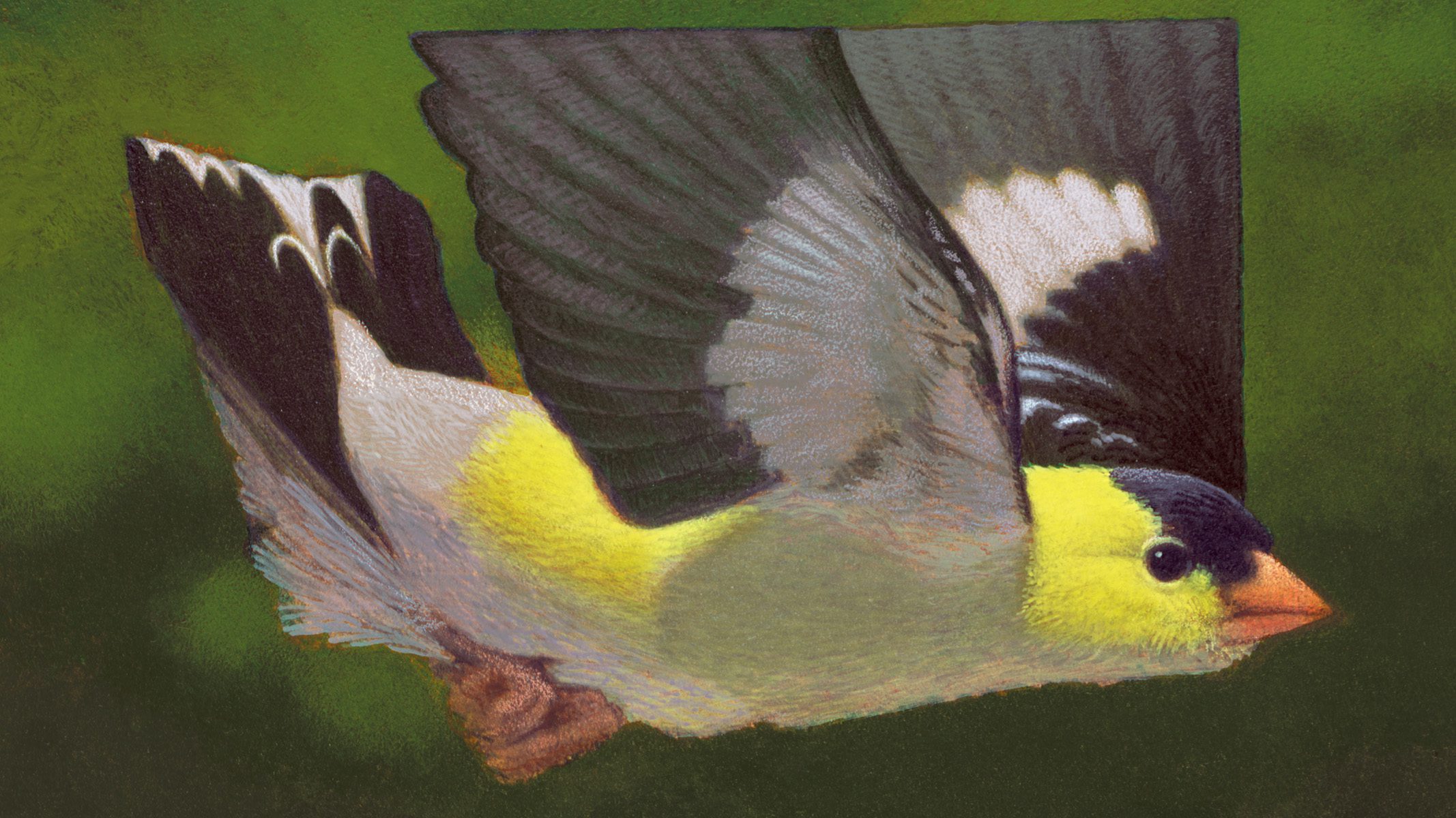 Gallery: Birds With Borders | Living Bird | All About Birds