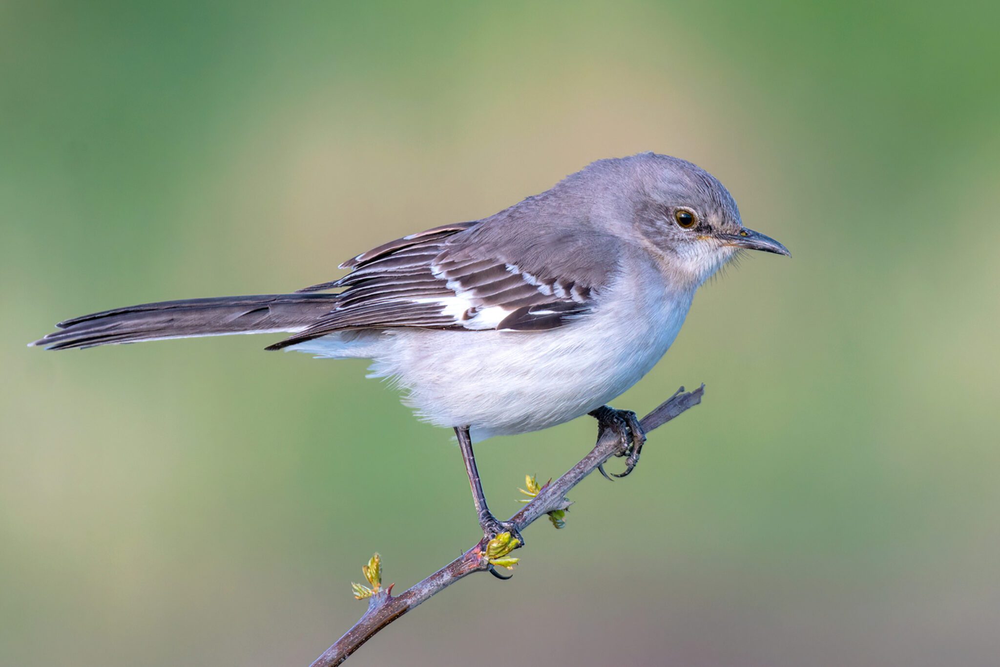 Basic Parts of a Bird Song: Rhythm, Repetition, Pitch, and Tone | All ...