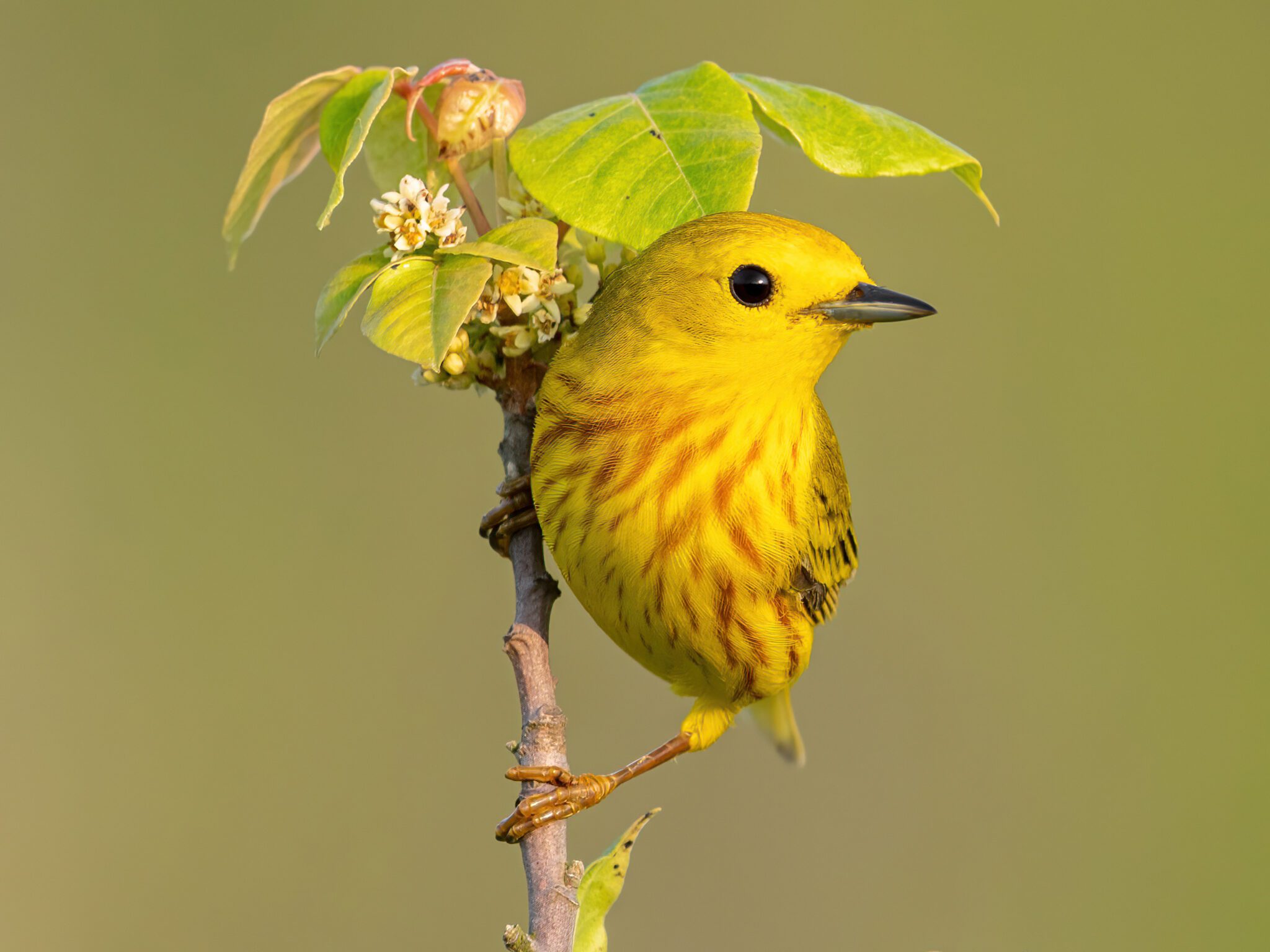 eBird Taxonomy Update Splits Warbling Vireos, Yellow Warblers, and More ...