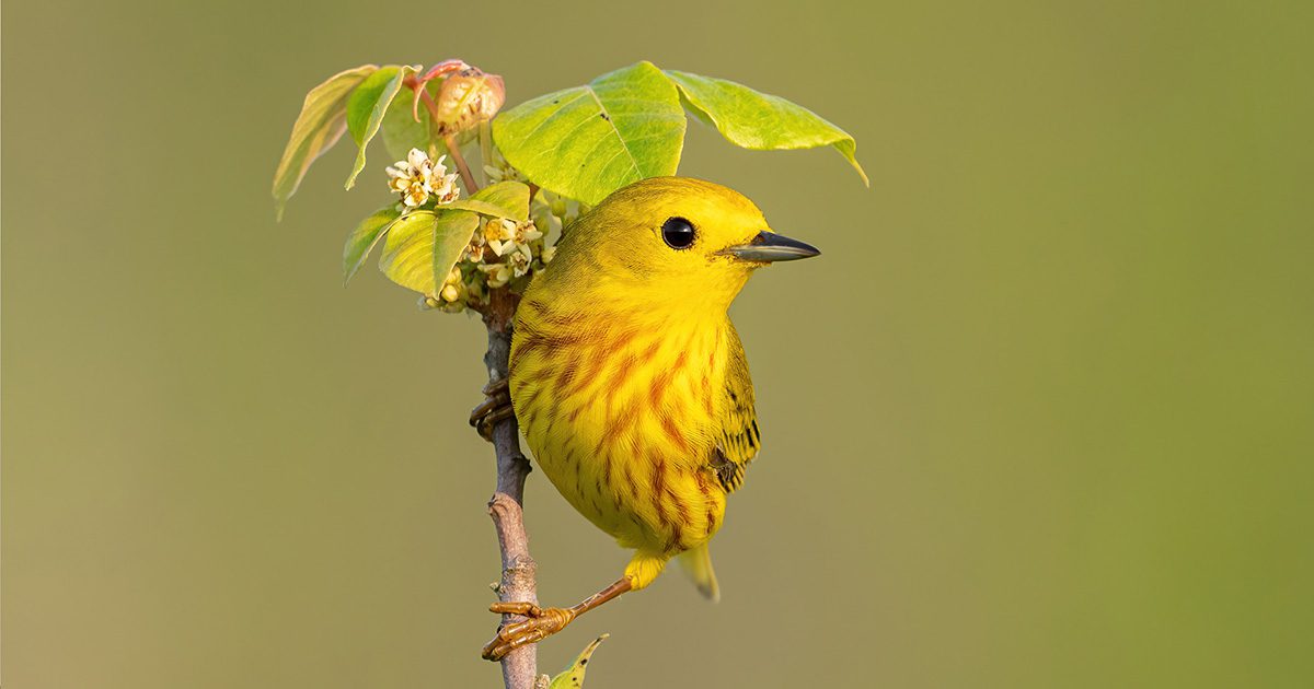 eBird Taxonomy Update Splits Warbling Vireos, Yellow Warblers, and More ...