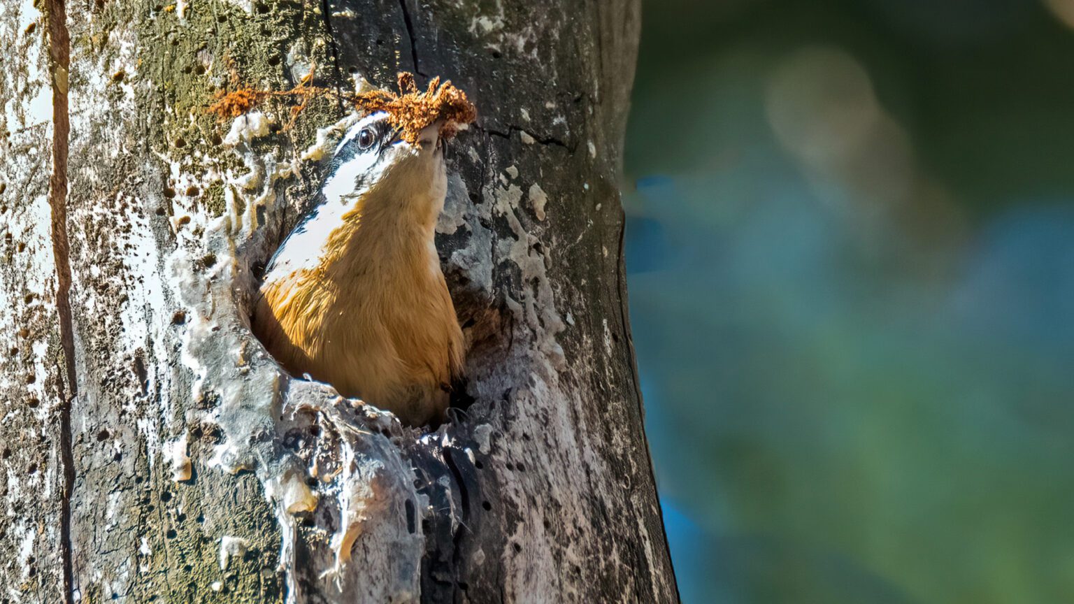 Why Do Nuthatches Coat Their Nest Entrances With Sap? | Living Bird ...
