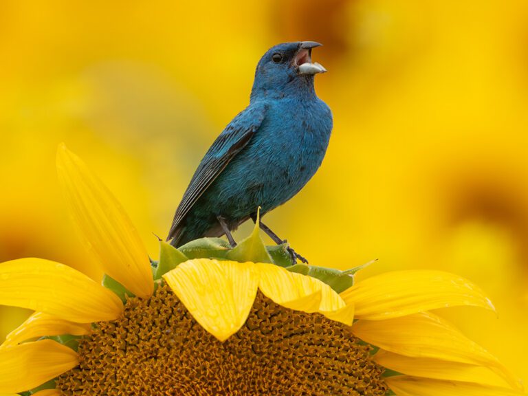 Bird ID Skills: How to Learn Bird Songs and Calls | All About Birds