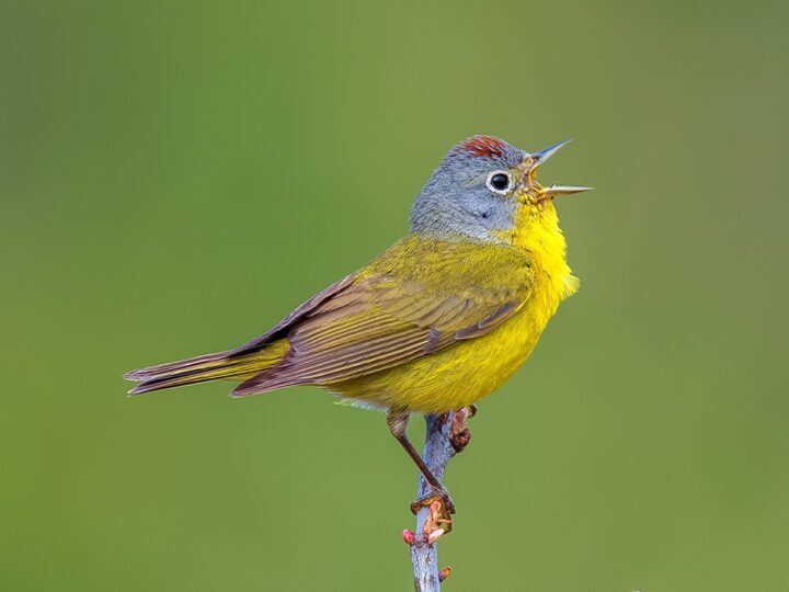 Bird ID Skills: How to Learn Bird Songs and Calls | All About Birds