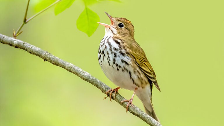 30 Mnemonics to Help You Remember Bird Calls | All About Birds