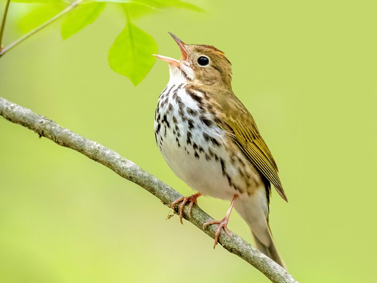 Bird ID Skills: How to Learn Bird Songs and Calls | All About Birds