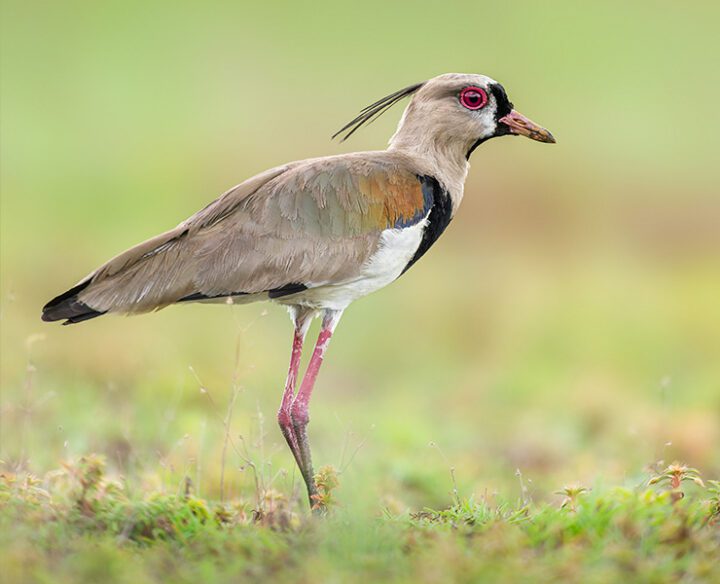 30 Mnemonics to Help You Remember Bird Calls | All About Birds