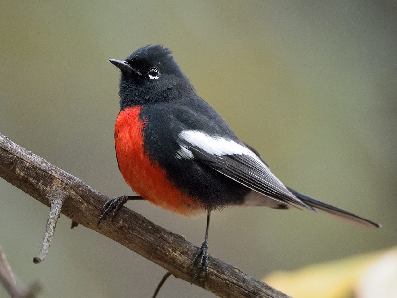 When Evolution Painted Warblers Yellow | All About Birds