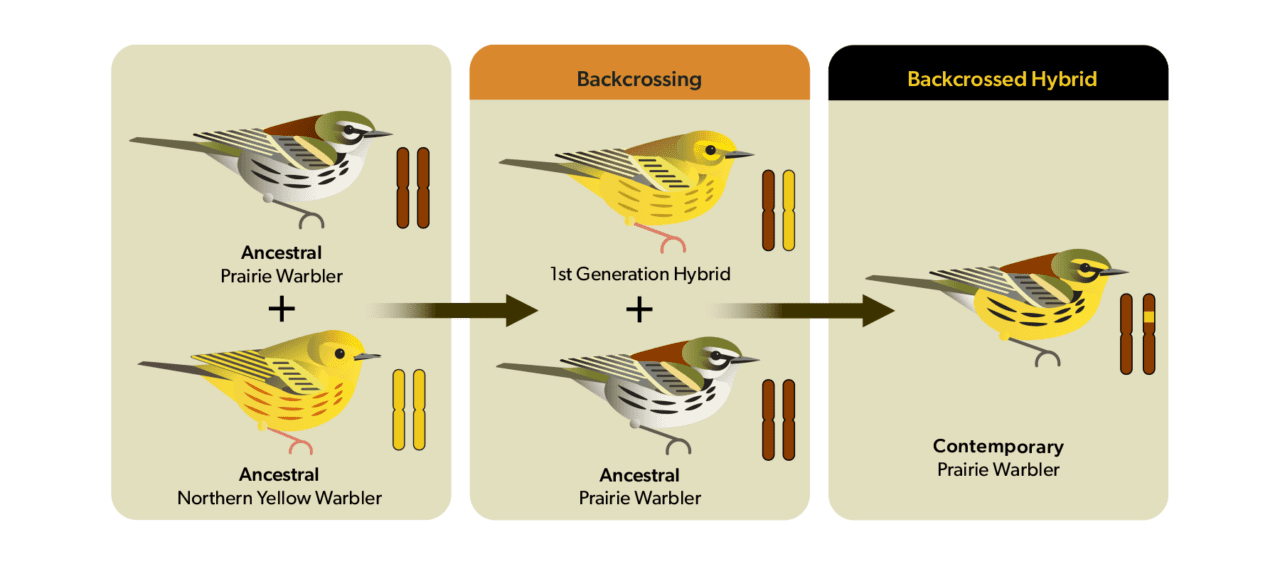 When Evolution Painted Warblers Yellow | All About Birds